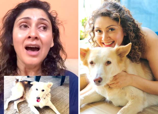 Manjari Fadnnis alleges pet dog Mikey was brutally killed; calls for ...